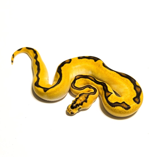 Super Orange Dream Enchi Vanilla Clown Ball Python by Marc Bailey Reptiles