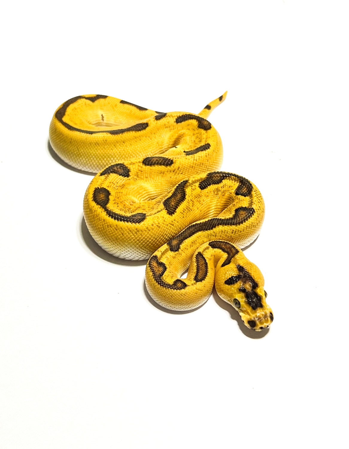 Orange Dream Super Enchi Vanilla Clown Ball Python by Marc Bailey ...