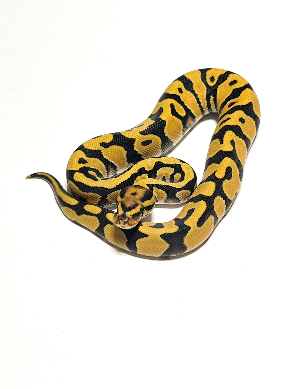 Orange Dream Desert Ghost Het Clown Ball Python by Marc Bailey Reptiles ...
