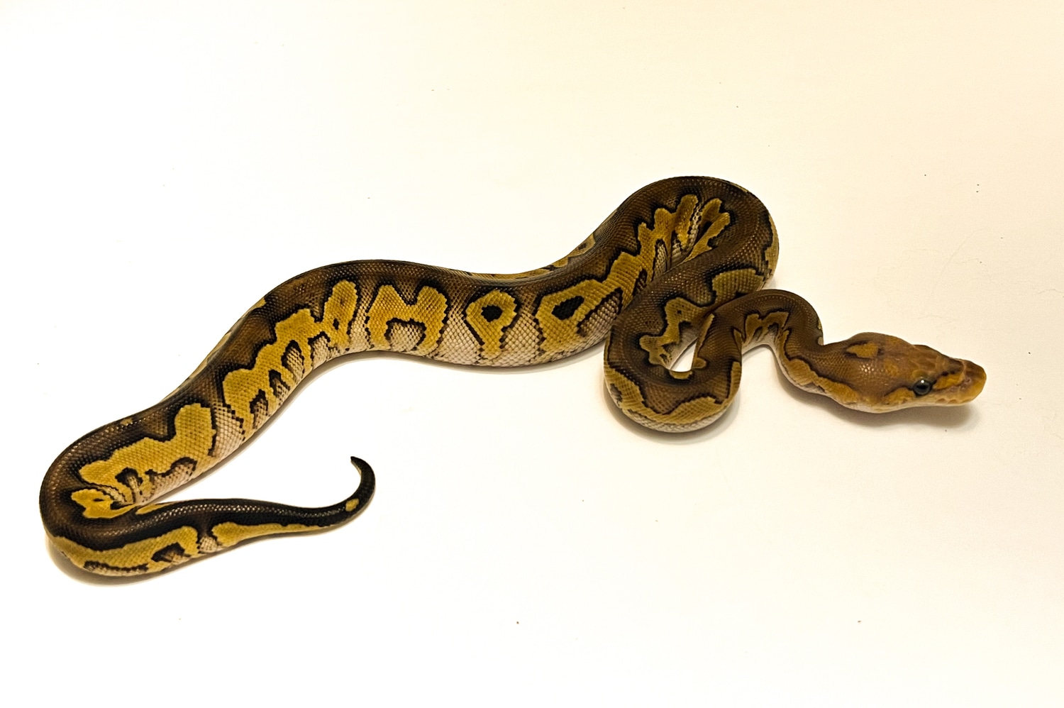 Wookie Yellowbelly Clown Ball Python by Marc Bailey Reptiles - MorphMarket