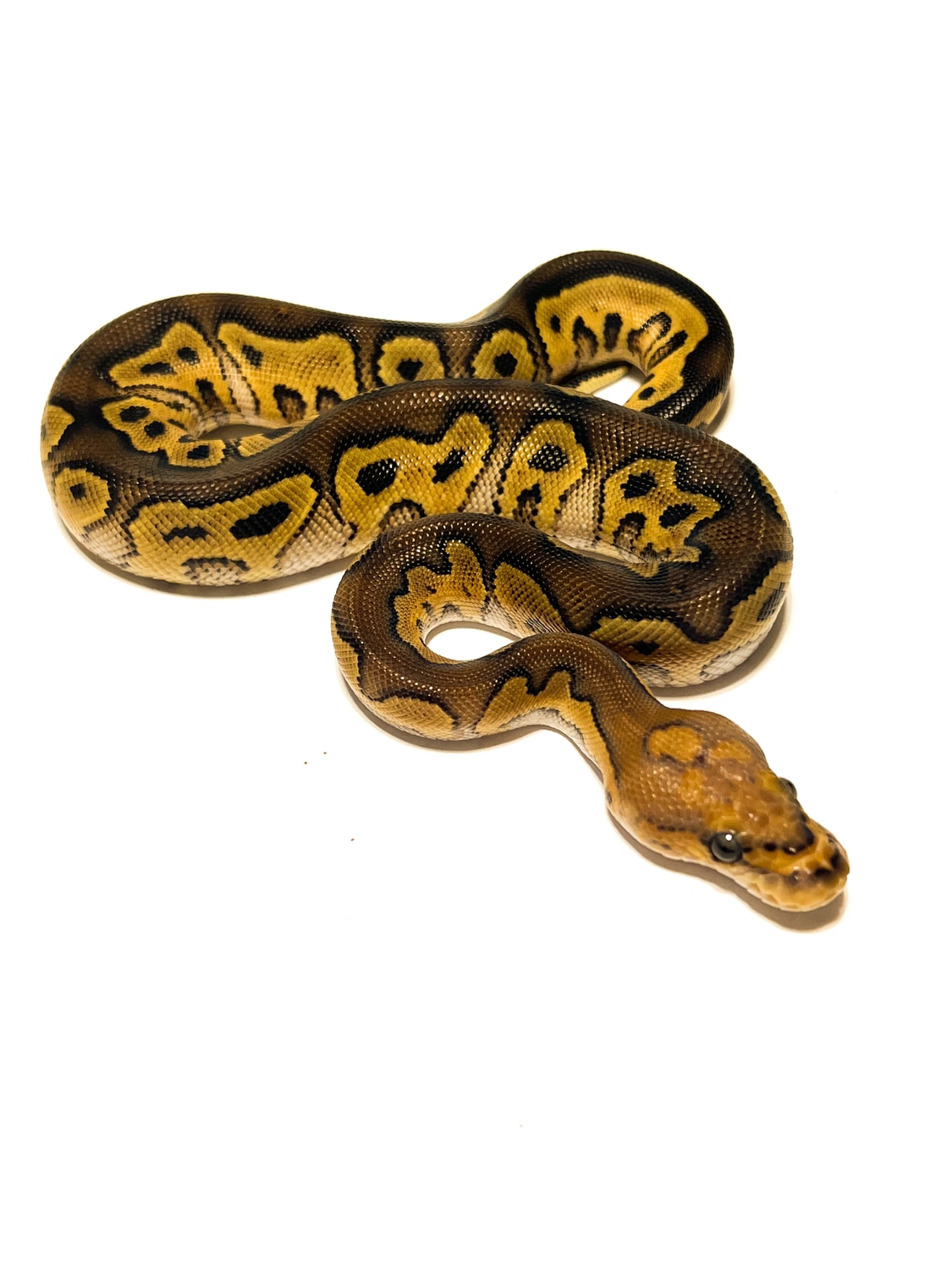Wookie Yellowbelly Clown Ball Python by Marc Bailey Reptiles - MorphMarket