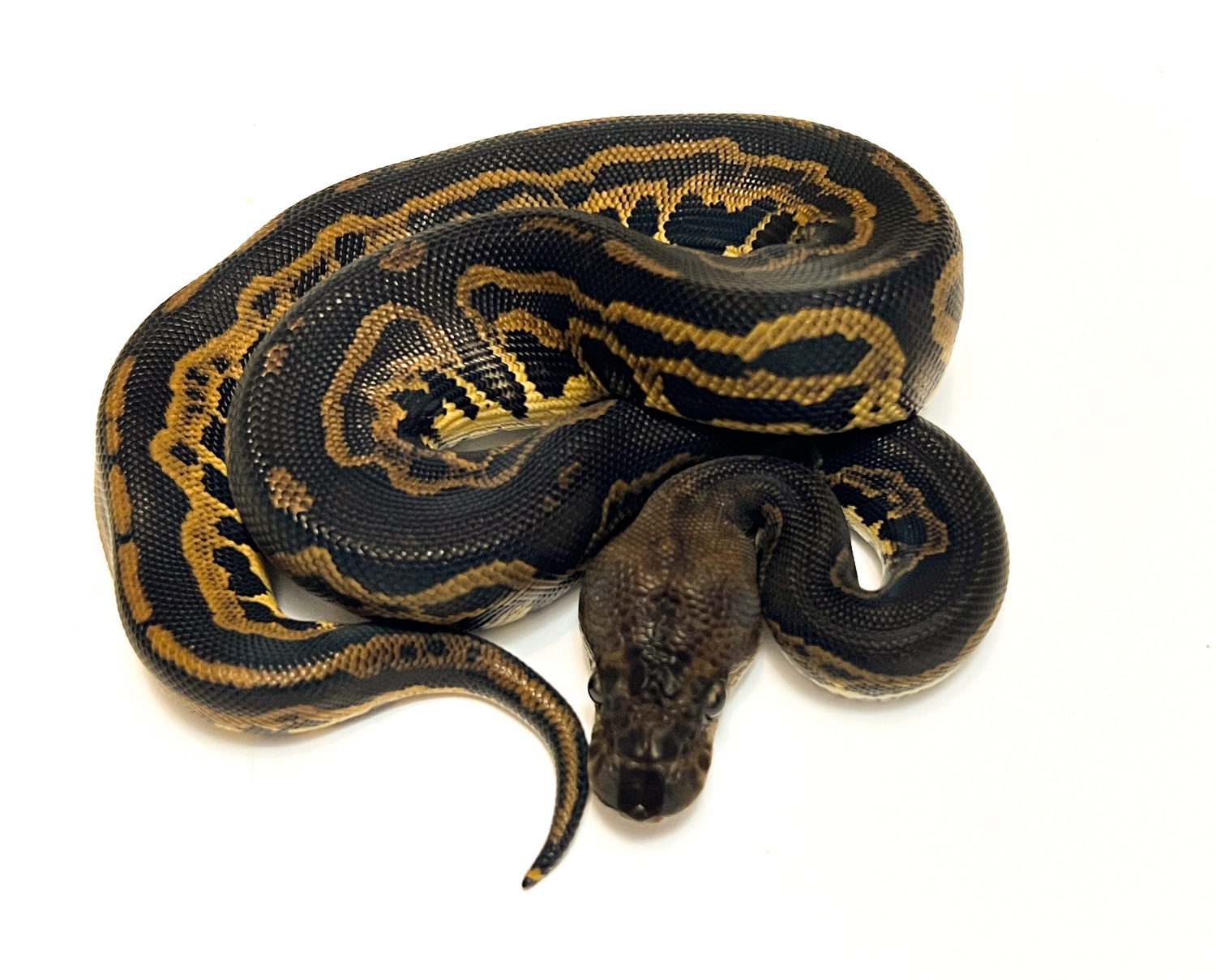 Blackhead Leopard Yellowbelly Clown Ball Python by Marc Bailey Reptiles ...