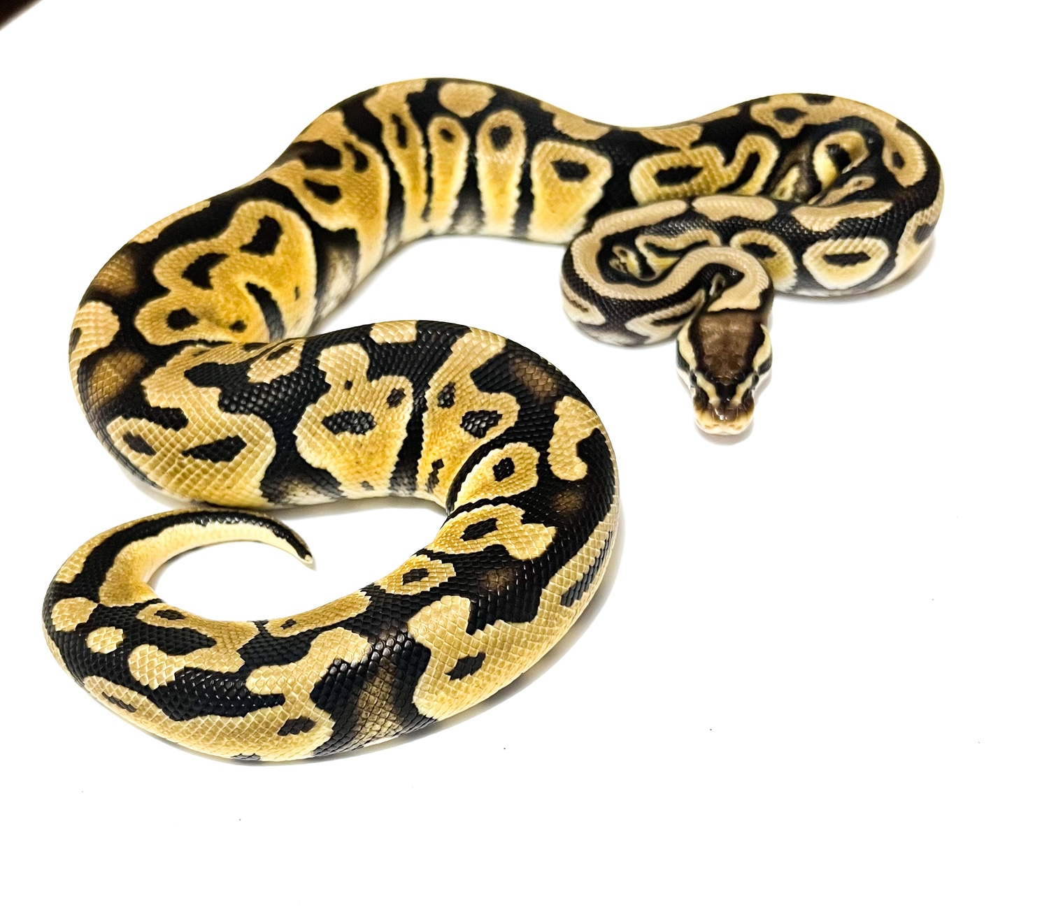 Pastel Het Clown Het Desert Ghost Het Vpi Axanthic Ball Python by Marc ...