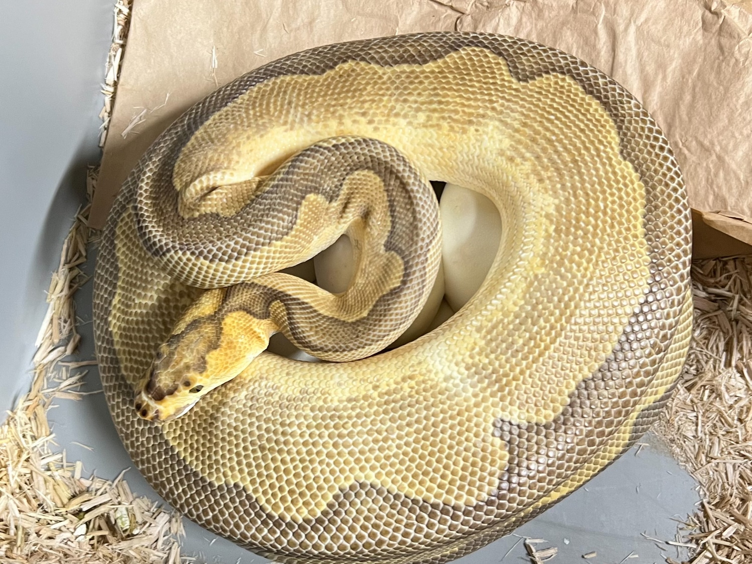Orange Dream Enchi Vanilla Clown Ball Python by Marc Bailey Reptiles ...
