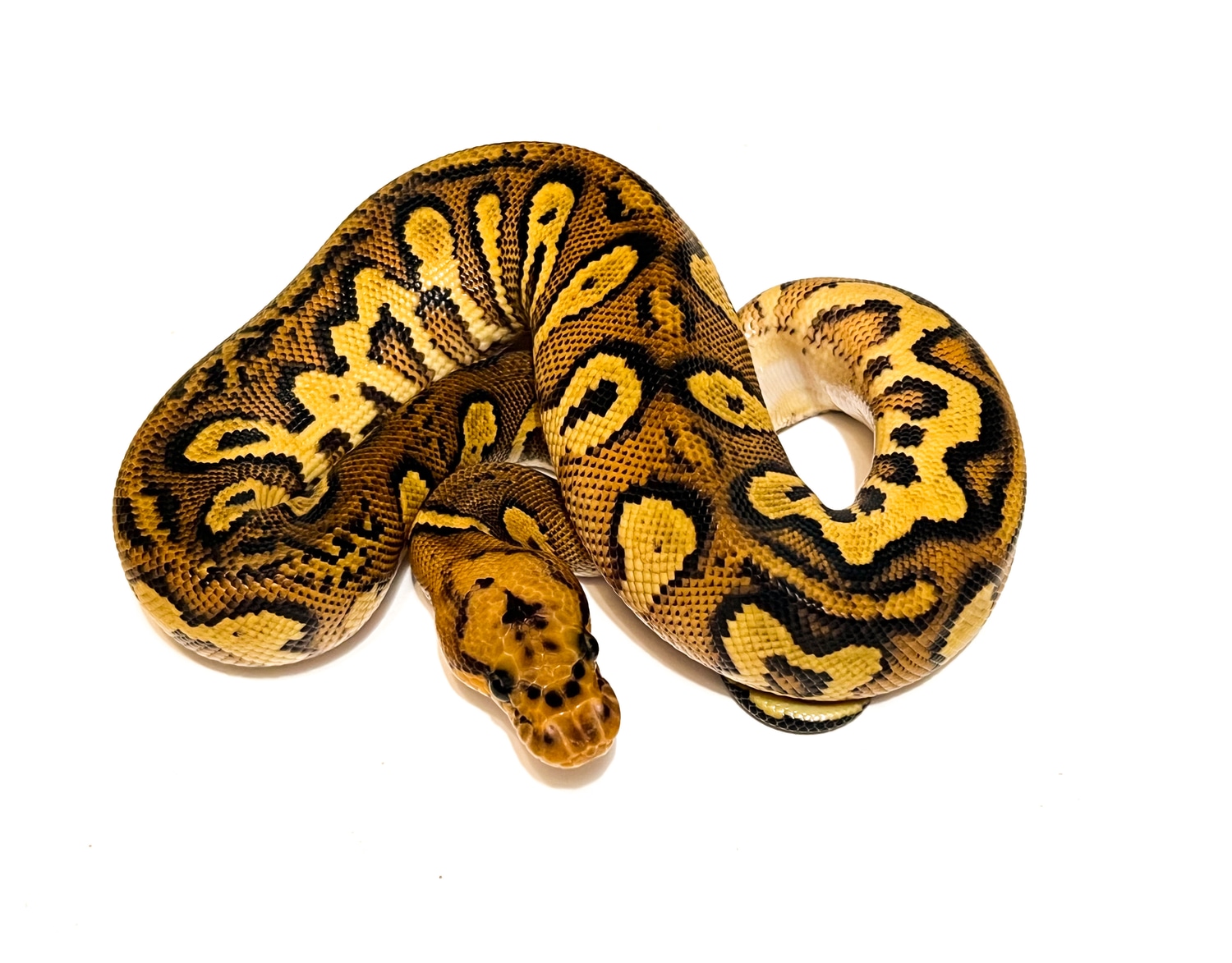 Stranger Orange Dream Yellowbelly Clown Ball Python by Marc Bailey ...