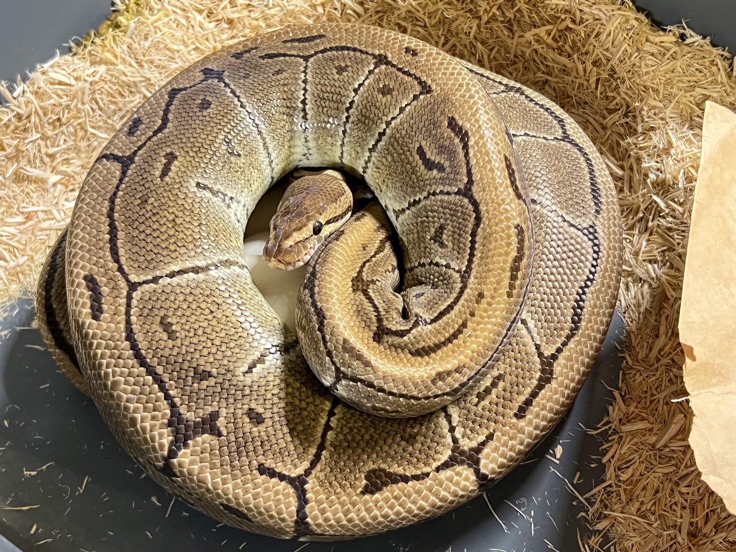 Pinstripe Het Desert Ghost Het Clown Ball Python by Marc Bailey Reptiles - MorphMarket