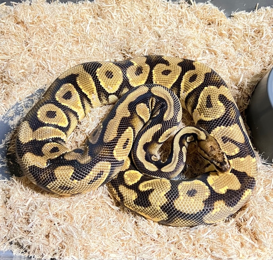 Adult Female Wookie Spotnose Orange Dream Het Clown Ball Python by Marc ...