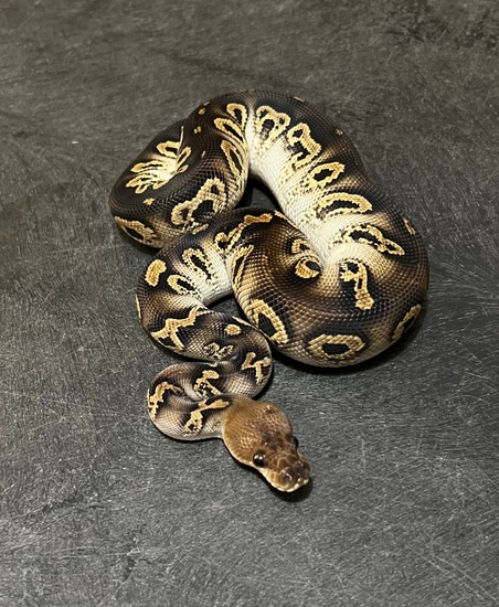 Blackhead Mahogany Clown Ball Python by Marc Bailey Reptiles