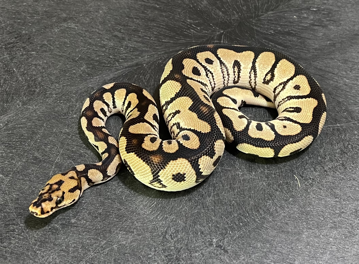 spotnose orange dream clown