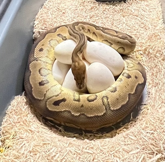 Proven Female Wookie Clown Ball Python by Marc Bailey Reptiles