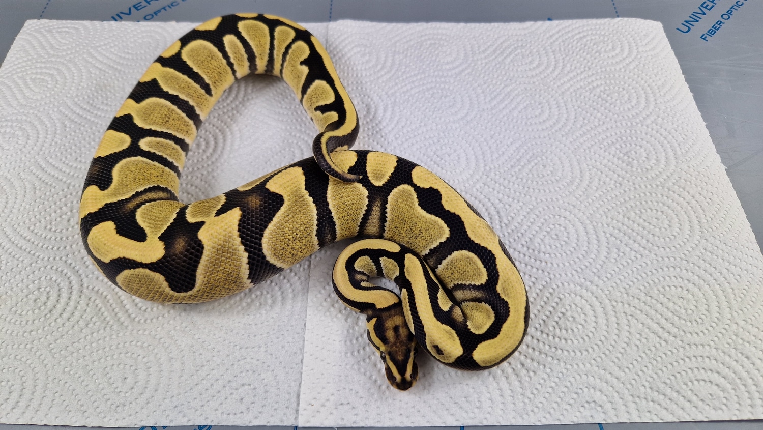Dg Het Pied Ball Python by Marcel Ebner - MorphMarket