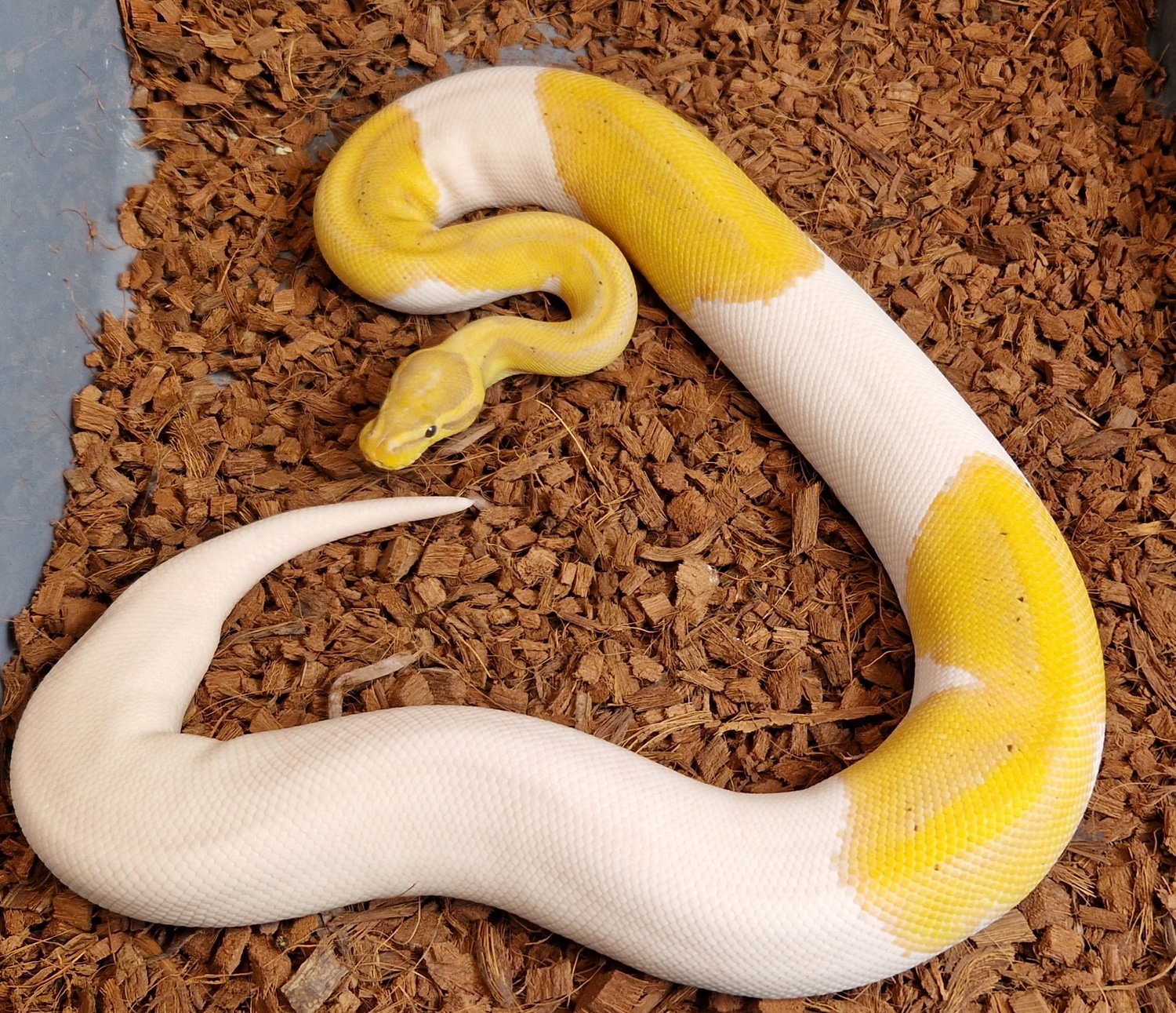 Banana Pied Dh Ultramel Clown Ball Python by Marcel Ebner - MorphMarket