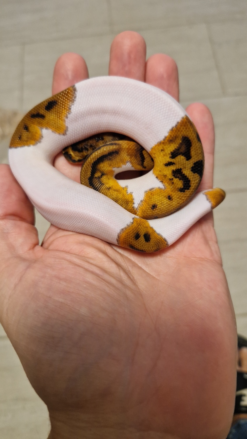 OD Clown Pied White Smilys Ball Python by Marcel Ebner - MorphMarket