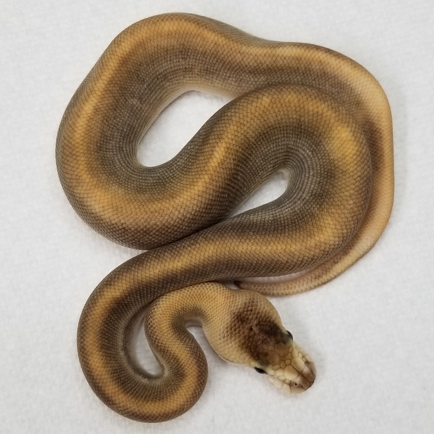 Cinnamon Champagne Het Ultramel Ball Python by Marcial Mendez - MorphMarket