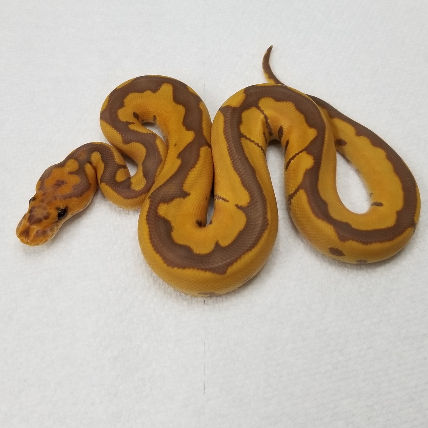 Ultramel Blade Clown Ball Python by Marcial Mendez - MorphMarket