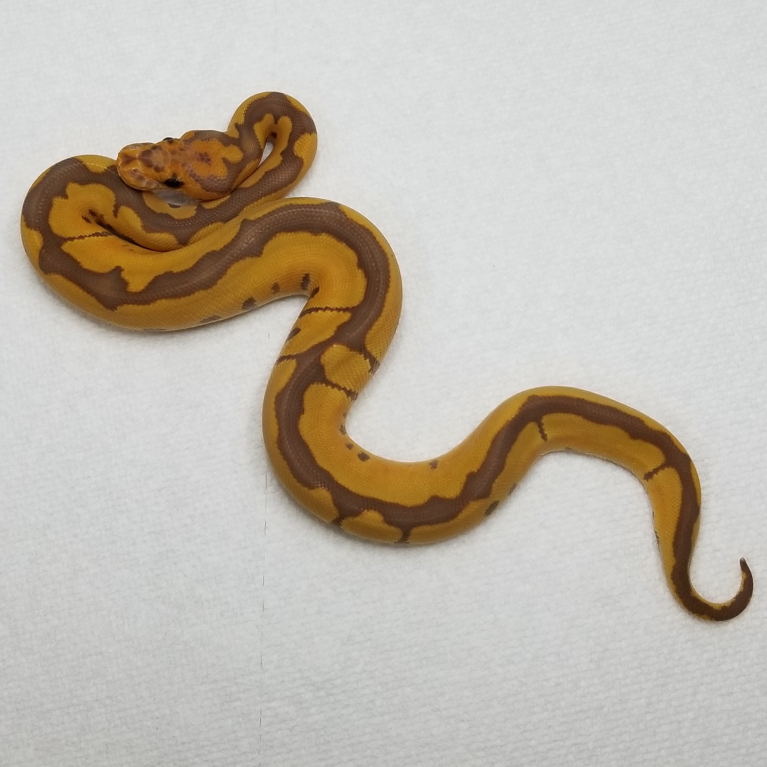 Ultramel Blade Clown Ball Python by Marcial Mendez - MorphMarket