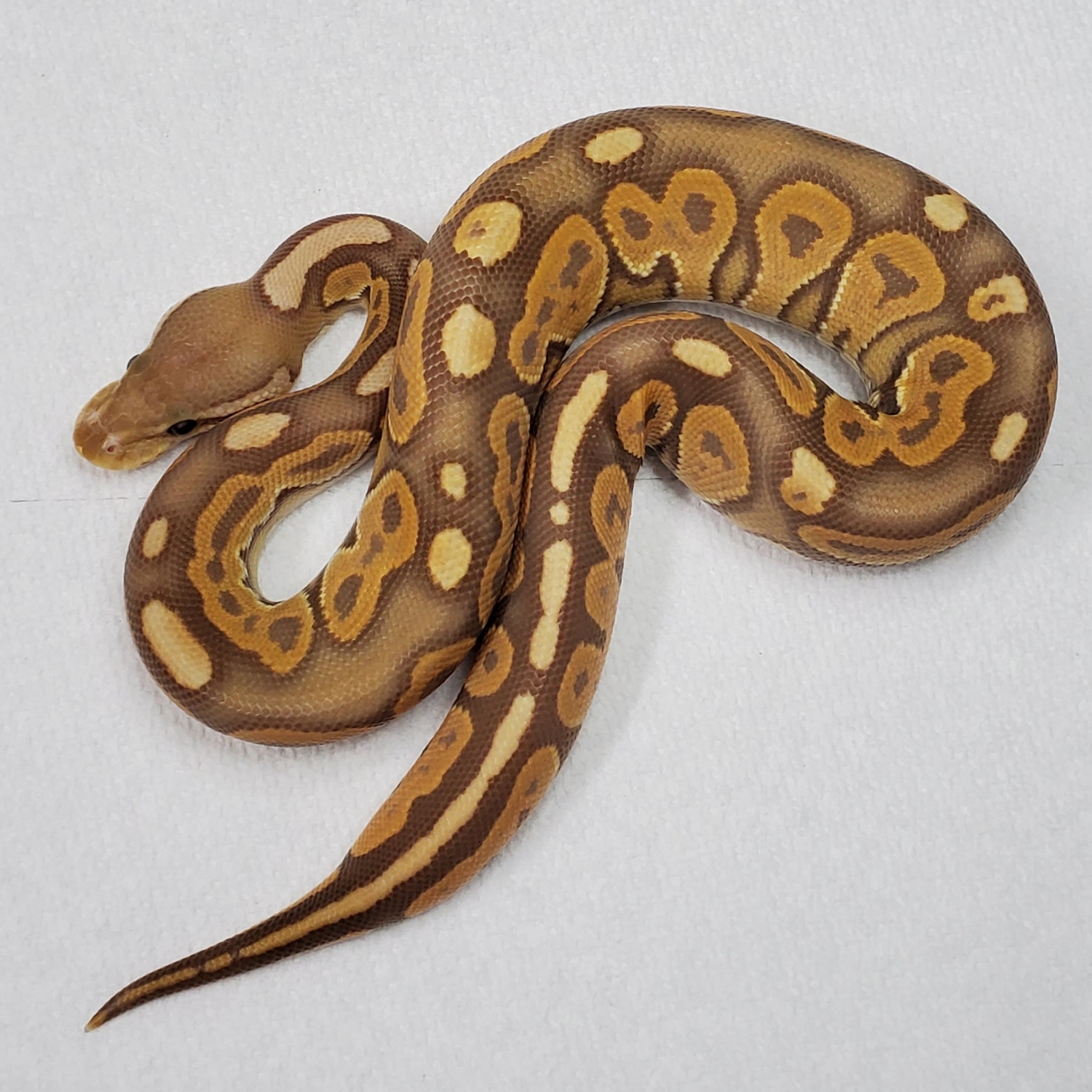 Cinnamon Ultramel Ball Python by Marcial Mendez - MorphMarket