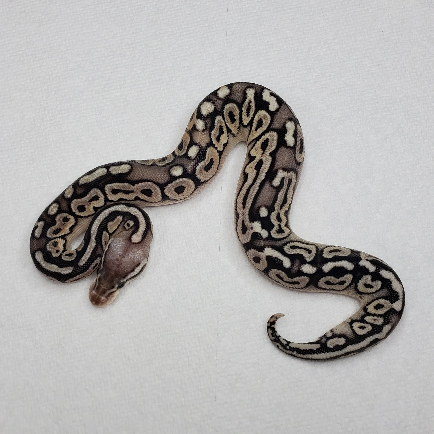 Pewter Double Het Ultramel Clown Ball Python by Marcial Mendez ...