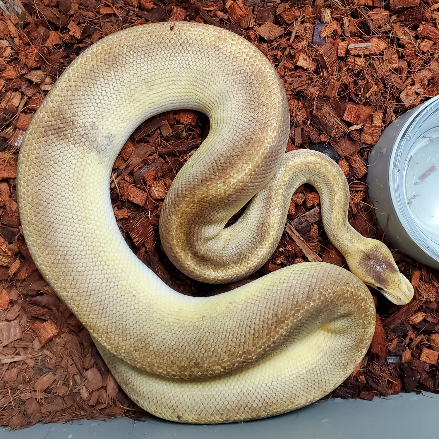 Champagne Cinnamon Het Ultramel Ball Python by Marcial Mendez - MorphMarket