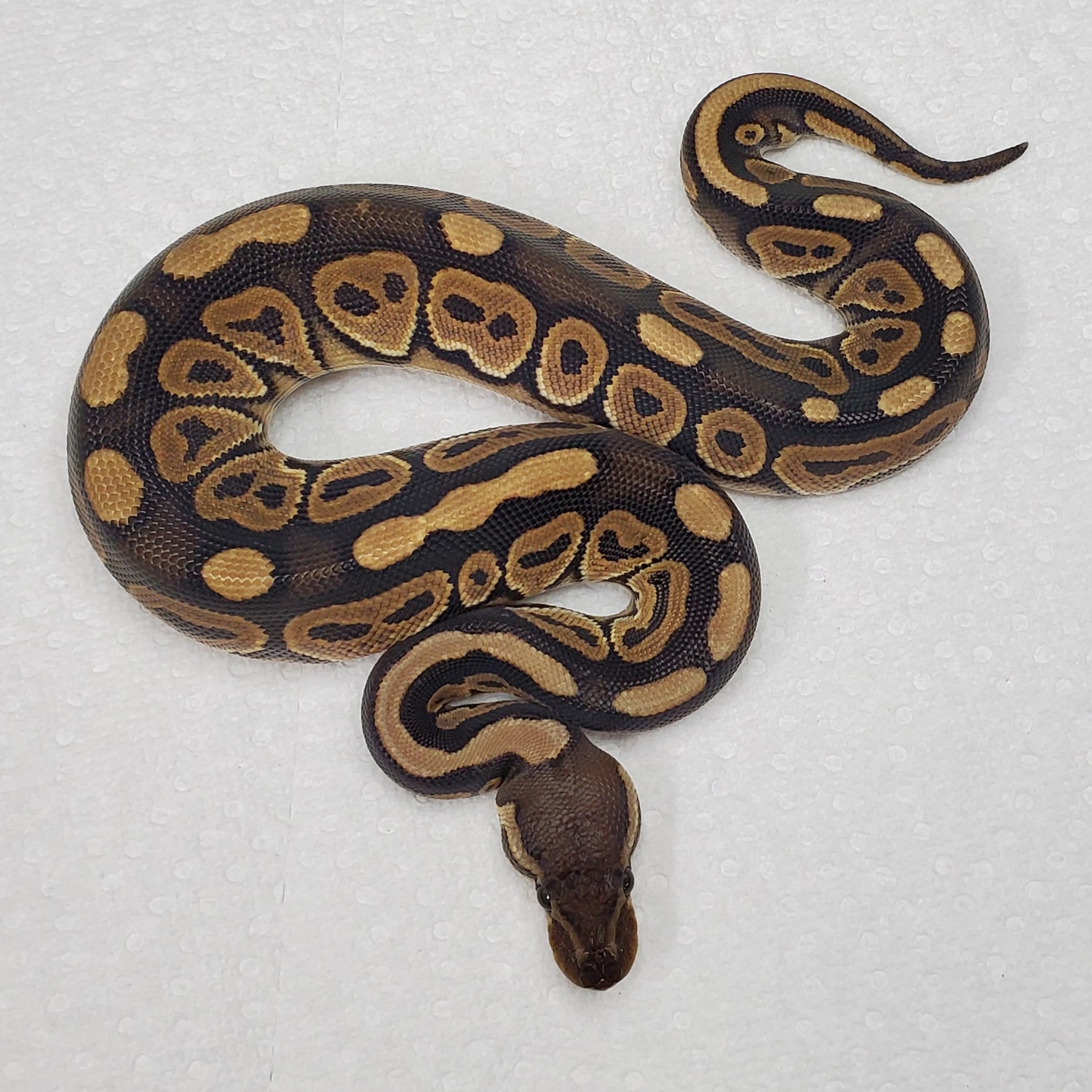 Cinnamon 66% Het Clown 66% Het Ultramel Ball Python by Marcial Mendez ...