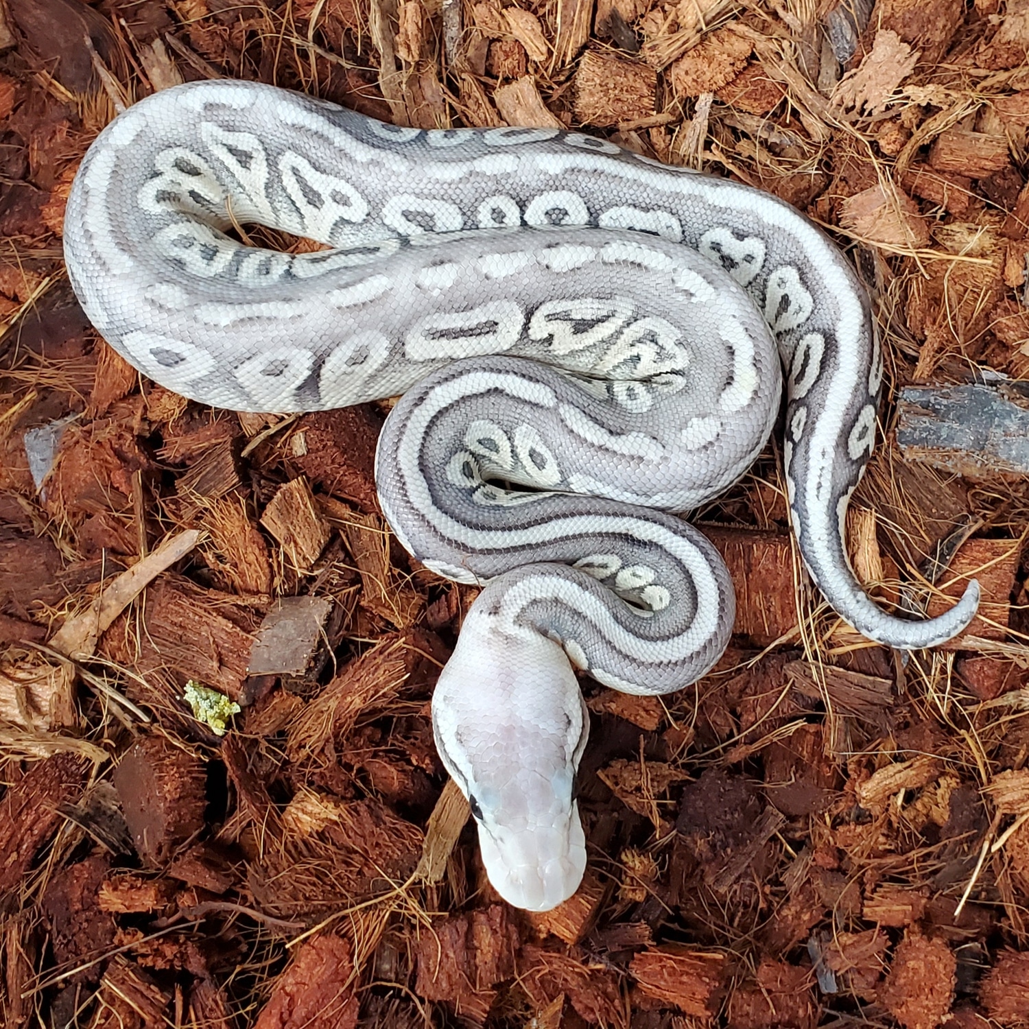 Sterling 66% Possible Het Ultramel 66% Possible Het Clown Ball Python ...