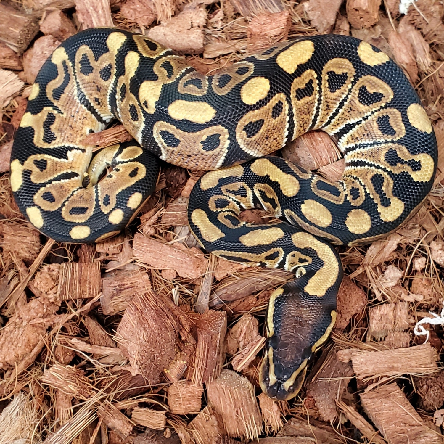 Double Het Ultramel Clown 50% Possible Het Ghost Ball Python by Marcial ...
