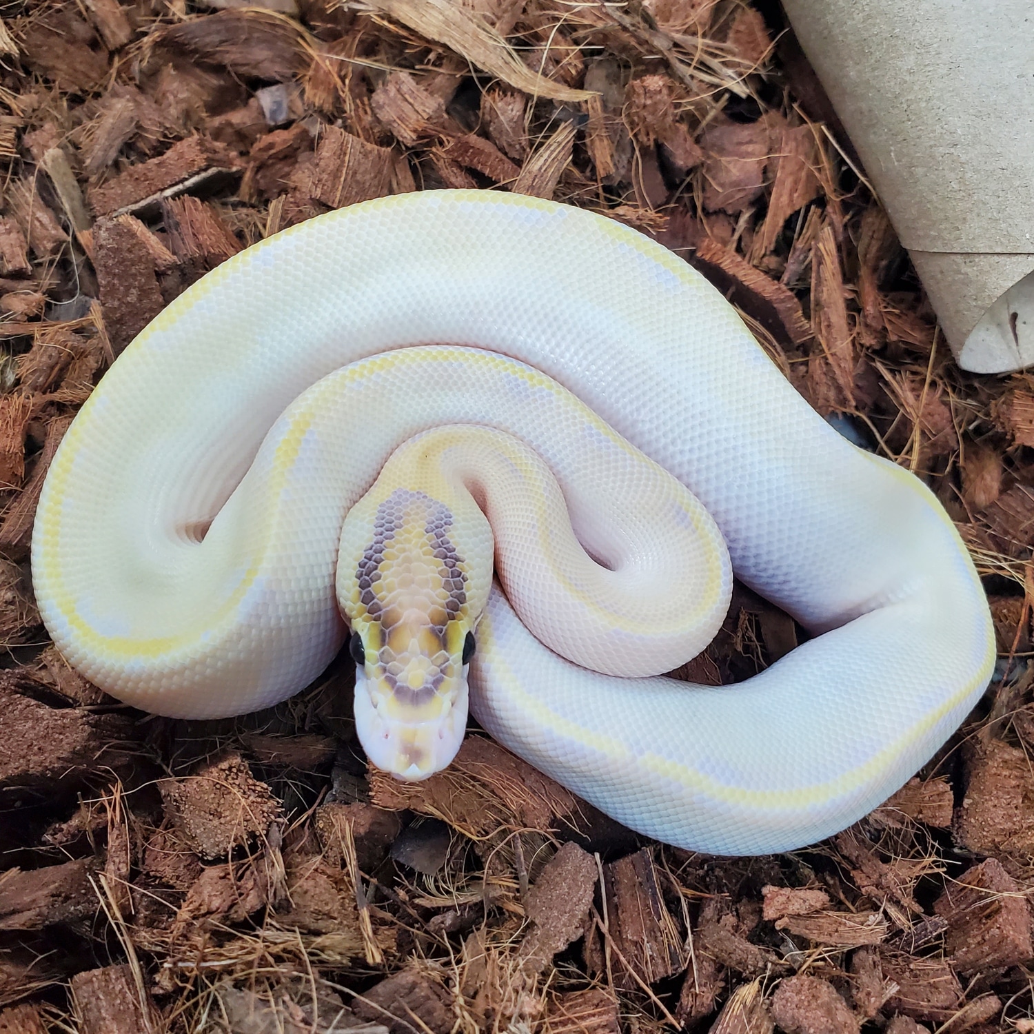 Ivory Het Ultramel 50% Possible Het Clown Possible Orange Dream Ball ...