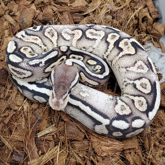 Pewter Yellow Belly Het Ultramel Ball Python by Red Mountain Herpetoculture