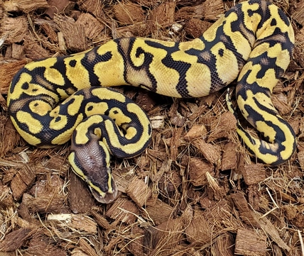 Reduced Pattern Ultramel Clown Pos Het Caramel Ball Python by Marcial ...