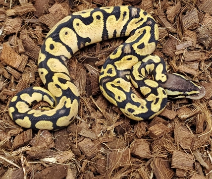 Ultramel Hypo Ball Python by Marcial Mendez - MorphMarket