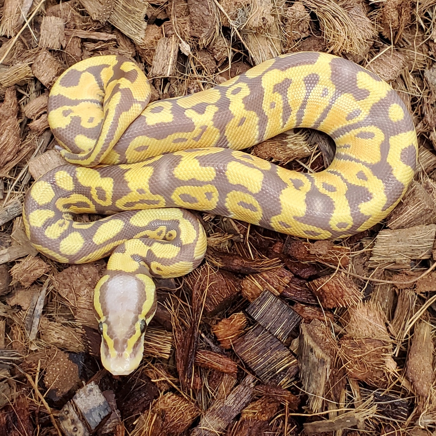 Pastel Ultramel Het Clown Ball Python by Marcial Mendez - MorphMarket