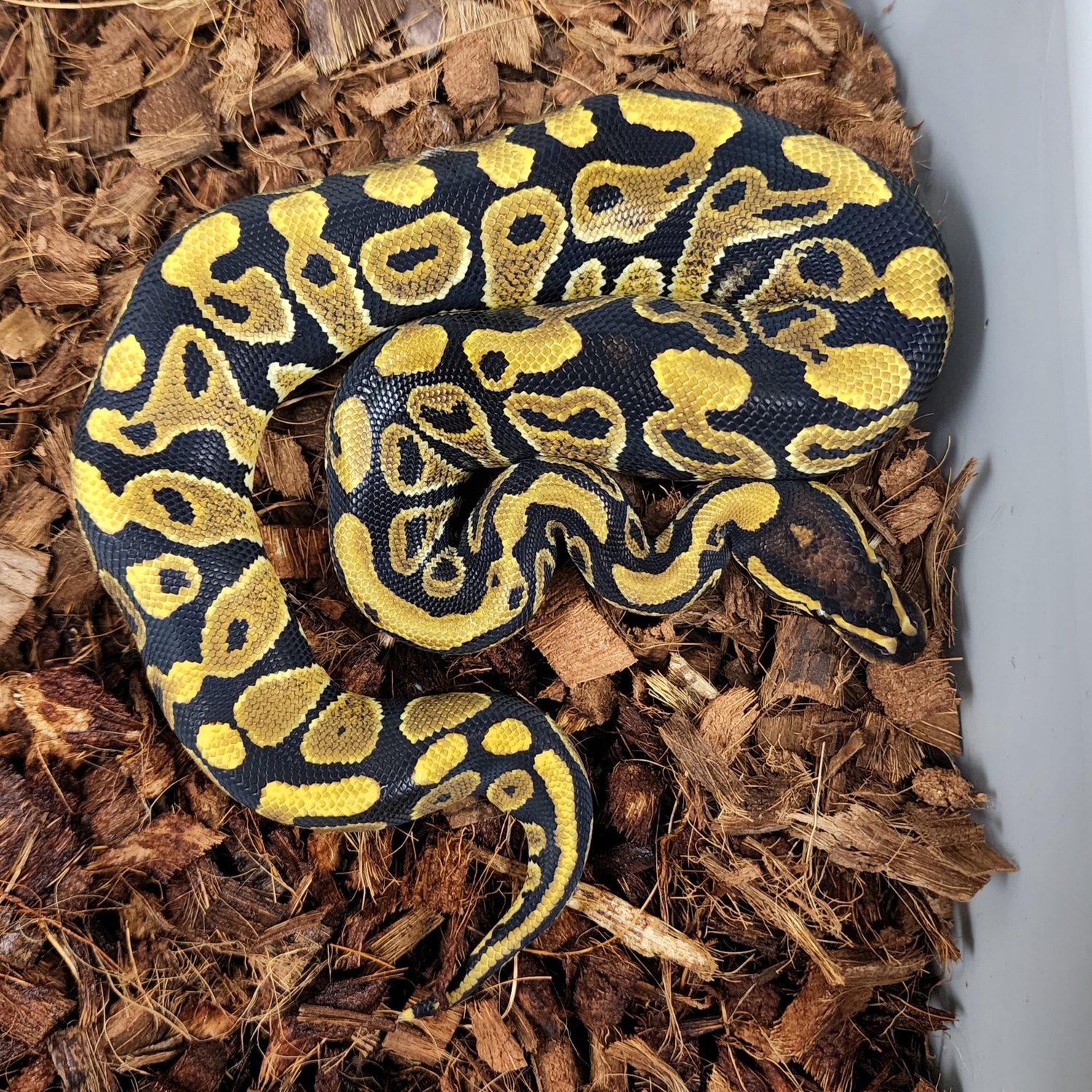 Gravel Double Het Ultramel Clown Ball Python by Marcial Mendez ...