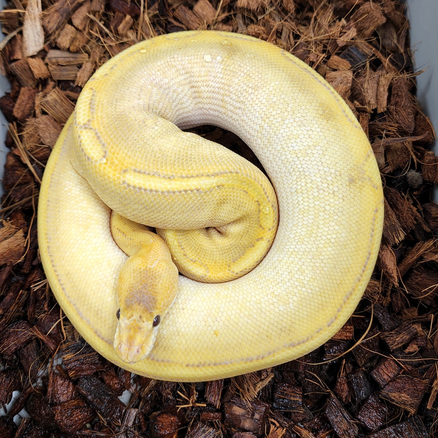 Champagne Ultramel Ball Python by Marcial Mendez - MorphMarket