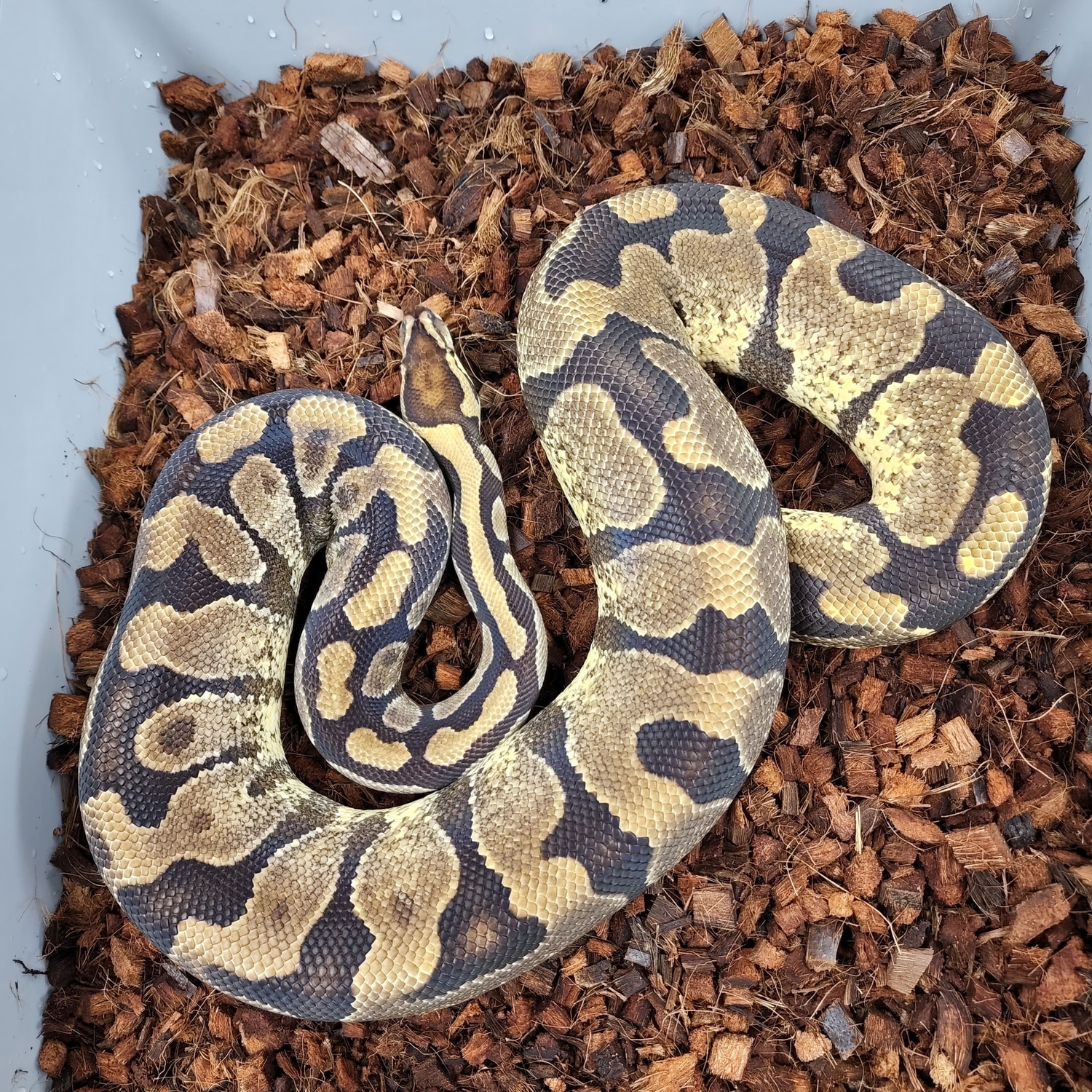 Enchi Yellow Belly Het Ultramel Ball Python by Marcial Mendez - MorphMarket