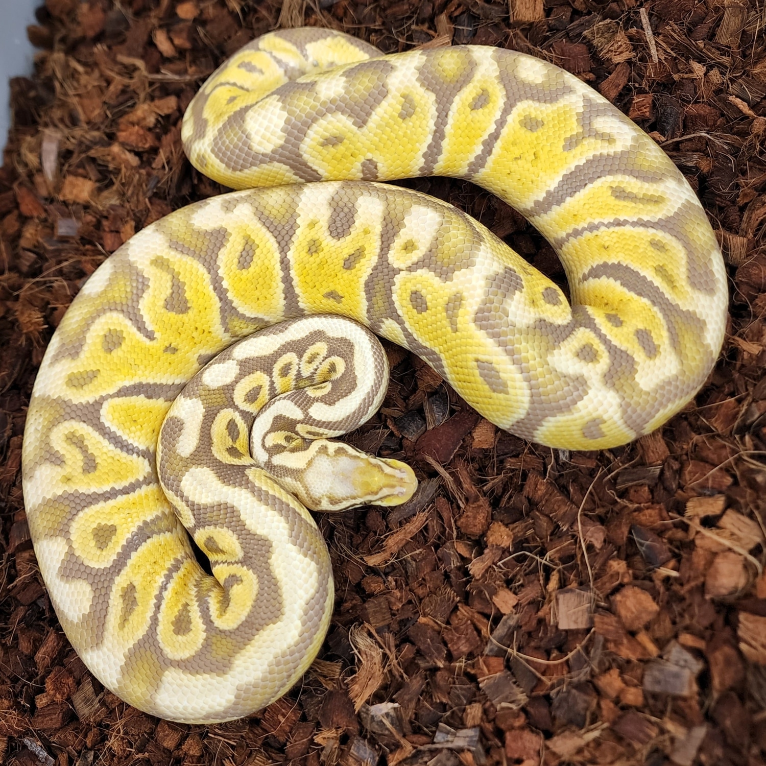 Super Pastel Ultramel Ball Python by Marcial Mendez - MorphMarket