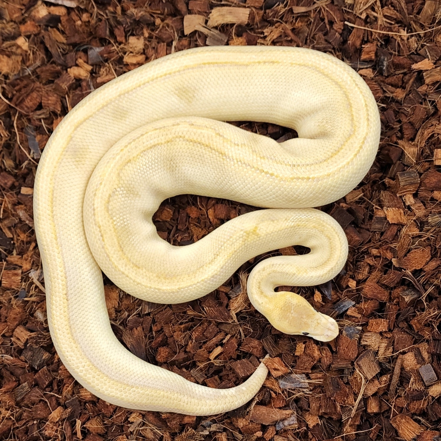 Champagne Ultramel Ball Python by Marcial Mendez - MorphMarket