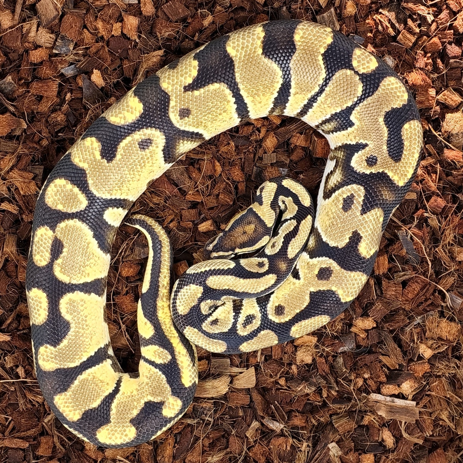 Orange Dream Double Het Ultramel Clown Ball Python by Marcial Mendez ...