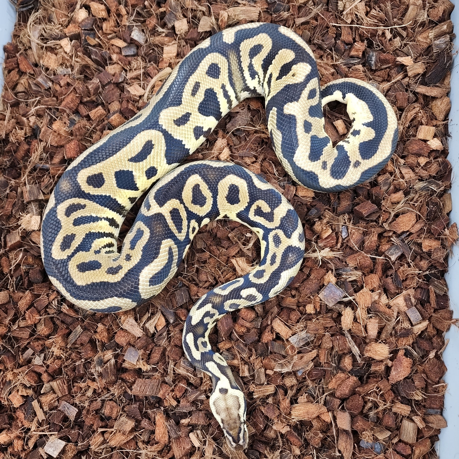 Pastel Leopard Double Het Ultramel Clown Ball Python by Marcial Mendez ...