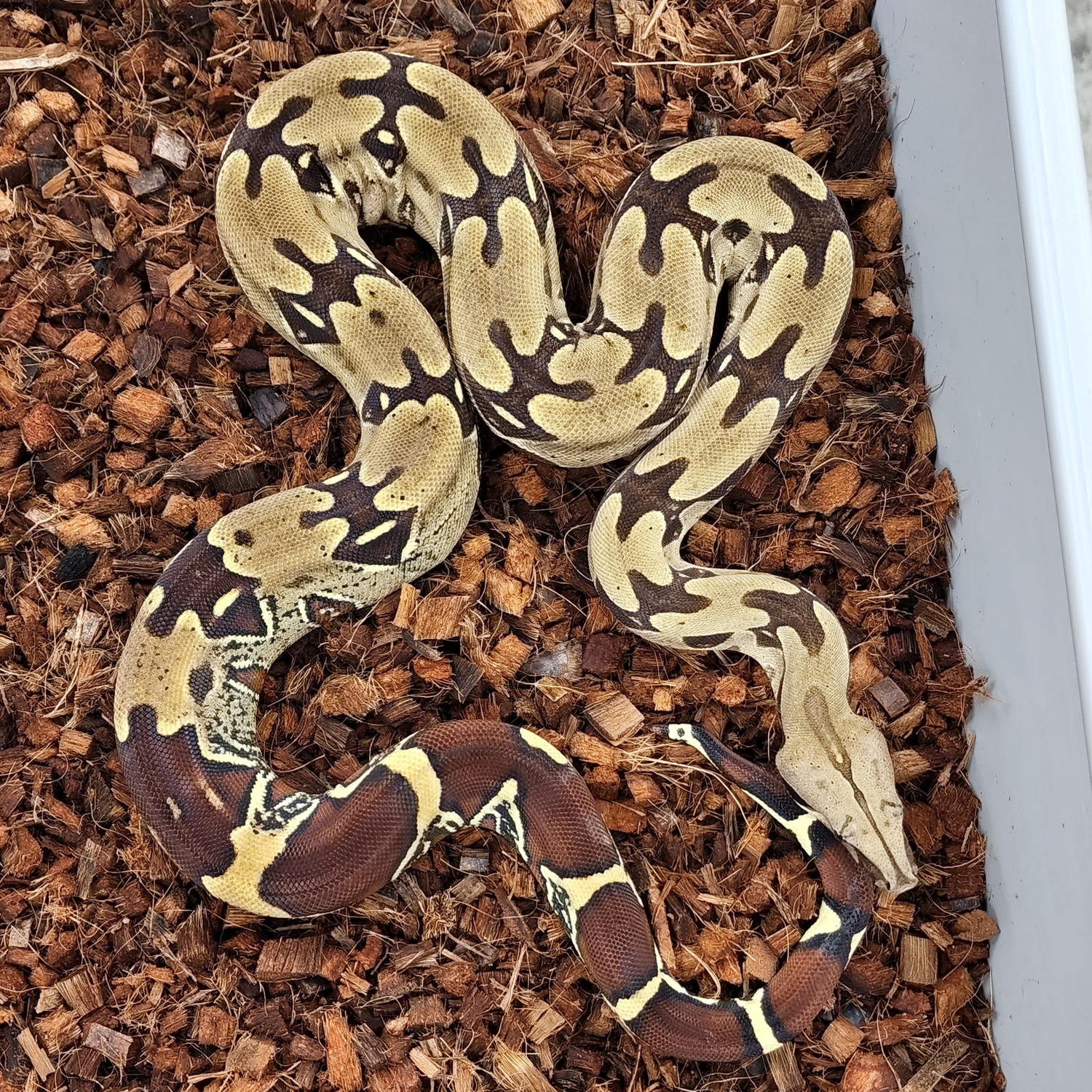 Surinam Mega Peaks True Red-tailed Boa Constrictor by Marcial Mendez ...