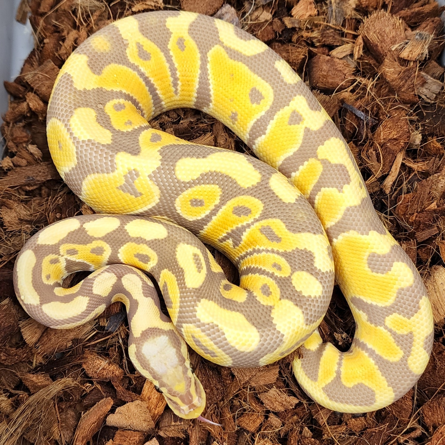 Pastel Ultramel Het Clown Ball Python by Marcial Mendez - MorphMarket