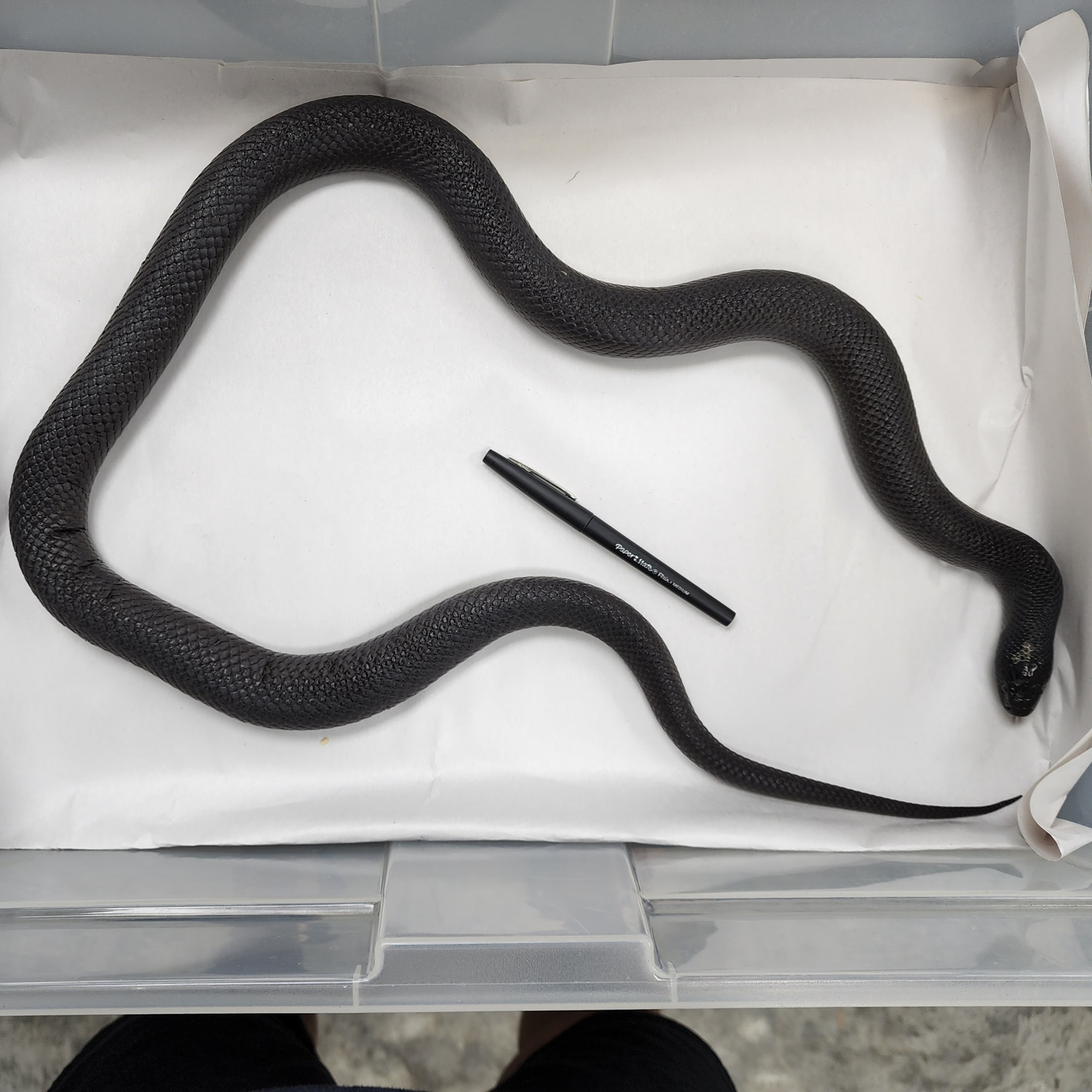 Pair Proven Breeder Mexican Black Kingsnake by Marcial Mendez - MorphMarket