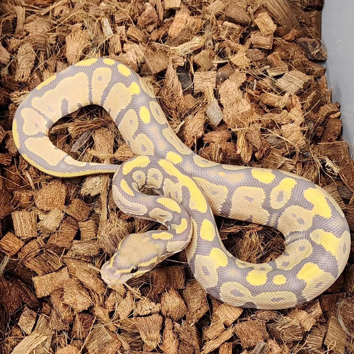 Ultramel Hypo Ball Python by Marcial Mendez - MorphMarket