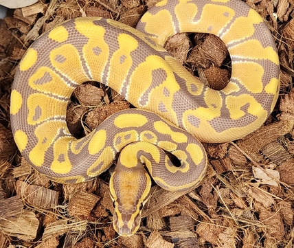 Ultramel Hypo Ball Python by Marcial Mendez - MorphMarket