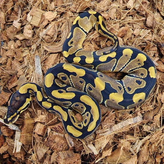 Double Het Ultramel Clown Pos Het Caramel Ball Python by Red Mountain ...