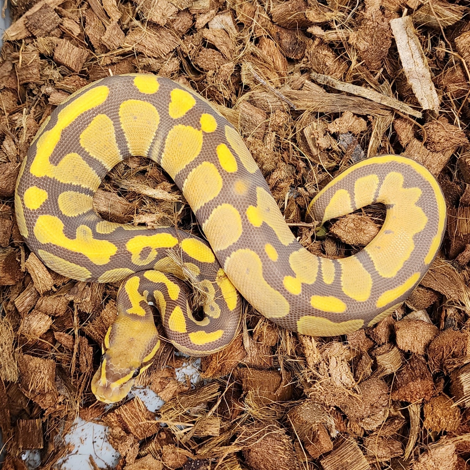 Ultramel Het Hypo Ball Python by Marcial Mendez - MorphMarket