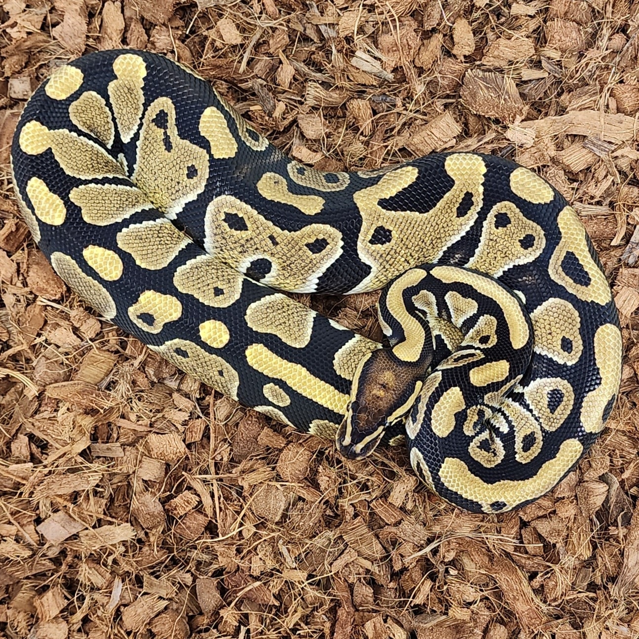 Double Het Ultramel Clown Pos Het Caramel Ball Python by Marcial Mendez ...