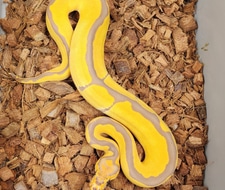 Reduced Pattern Ultramel Clown Pos Het Caramel Ball Python by Marcial Mendez - MorphMarket