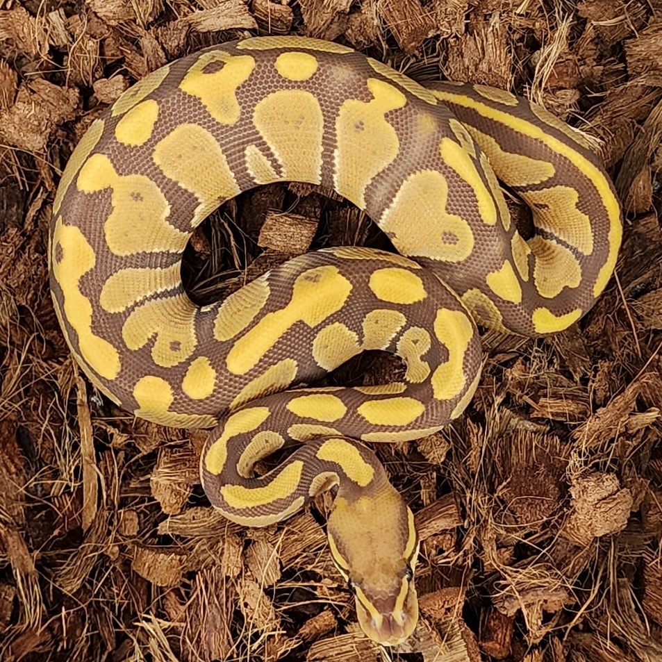 Ultramel Het Hypo Ball Python by Marcial Mendez - MorphMarket