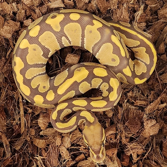 Ultramel Het Hypo Ball Python by Marcial Mendez - MorphMarket