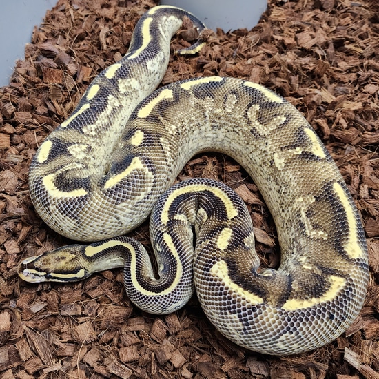 Super Gravel Ball Python by Red Mountain Herpetoculture